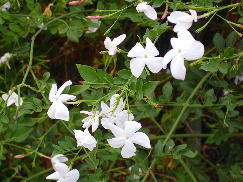 Orthodox Frankincense "Greek Jasmine" incense – orthodoxmonasteryicons.com