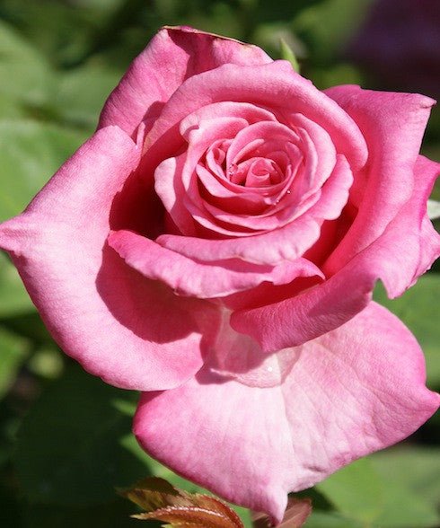 Orthodox Frankincense "Rose" incense – orthodoxmonasteryicons.com